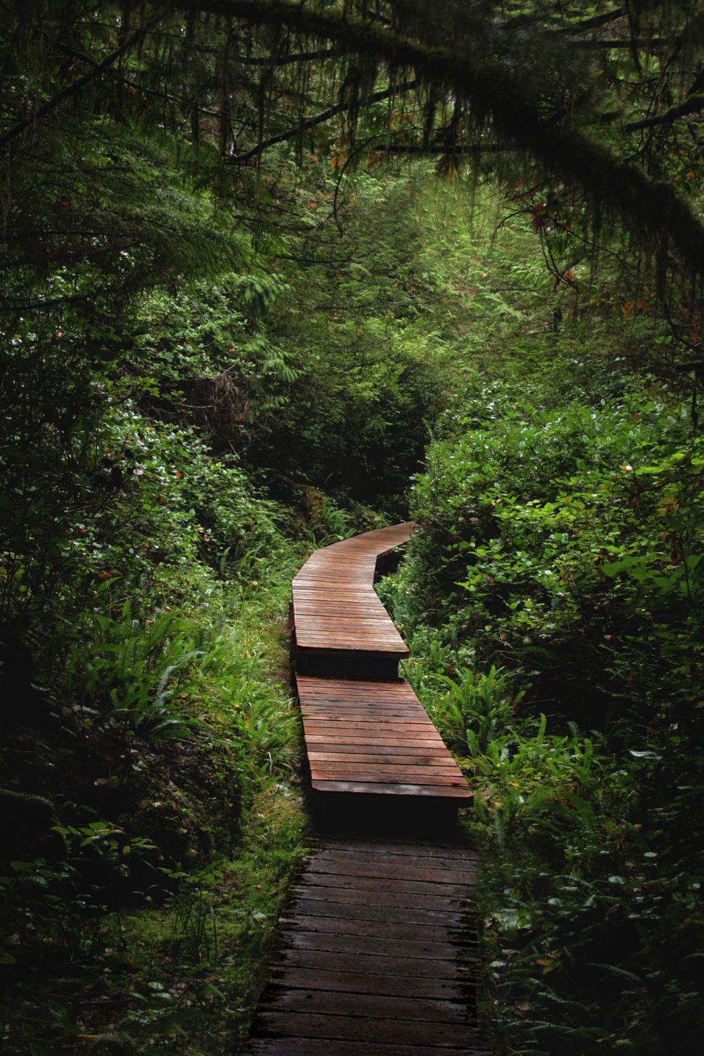 forest boardwalk at Pacific Rim National Park, B.C. – David Sikma ...